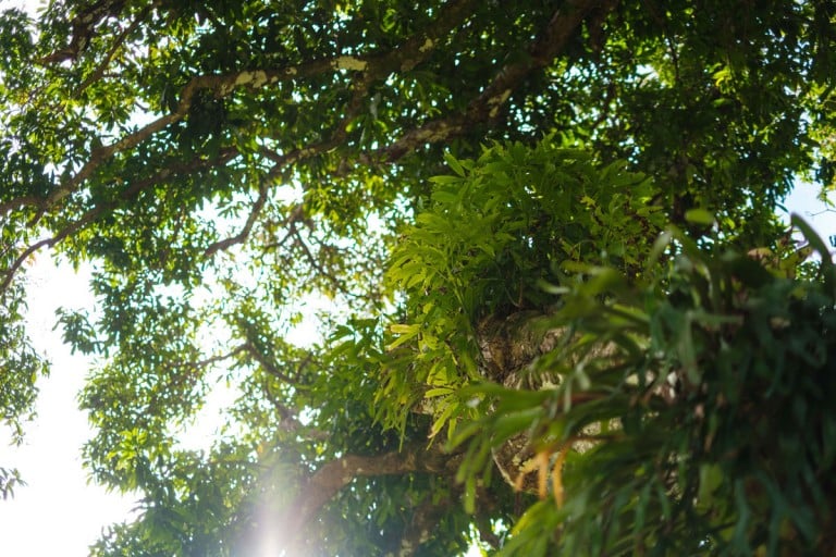Photo Gallery: See Some of Honolulu’s Exceptional Trees