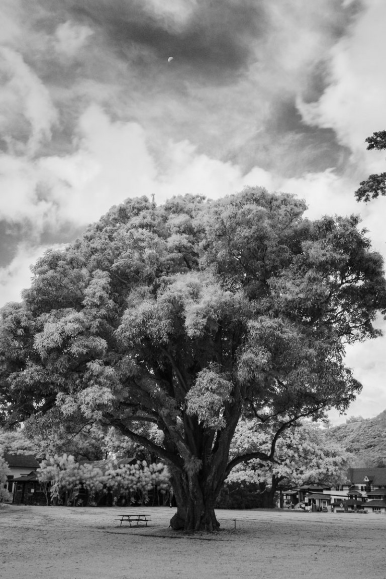 Photo Gallery: See Some of Honolulu’s Exceptional Trees