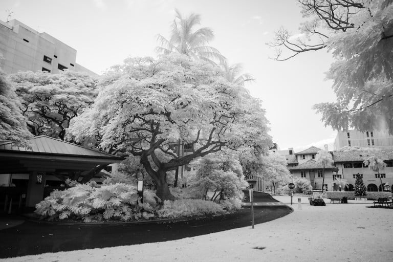 Photo Gallery: See Some of Honolulu’s Exceptional Trees