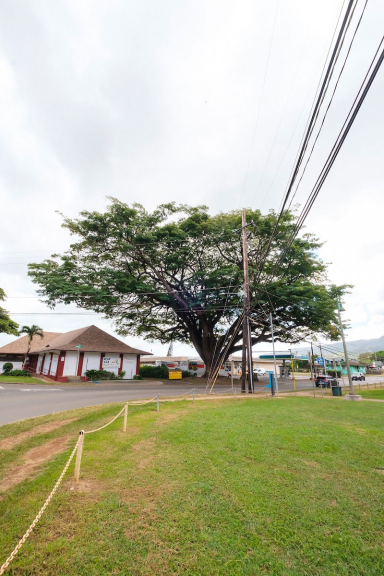 Photo Gallery: See Some of Honolulu’s Exceptional Trees