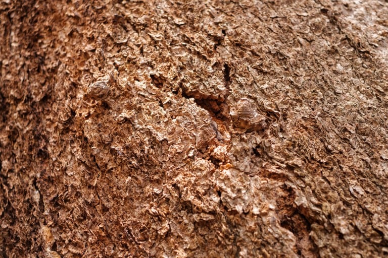 Photo Gallery: See Some of Honolulu’s Exceptional Trees