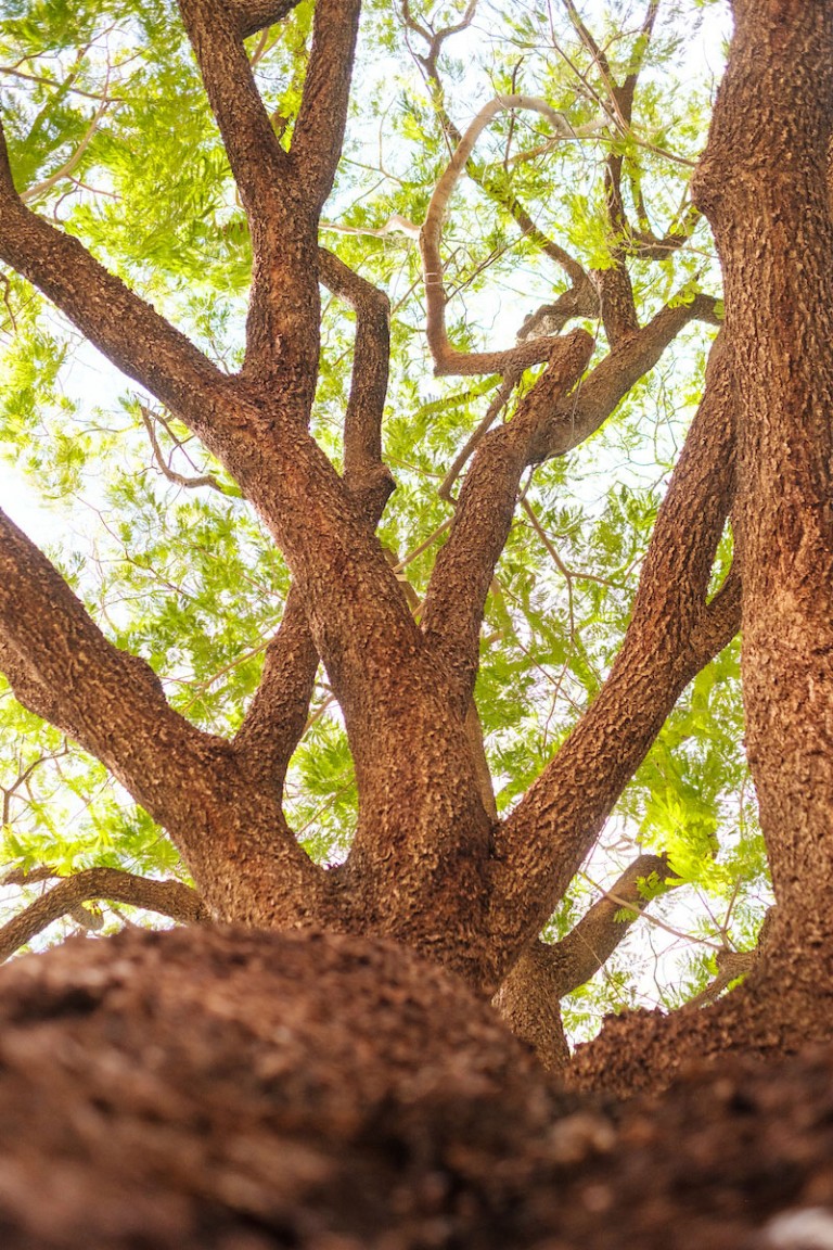 Photo Gallery: See Some of Honolulu’s Exceptional Trees