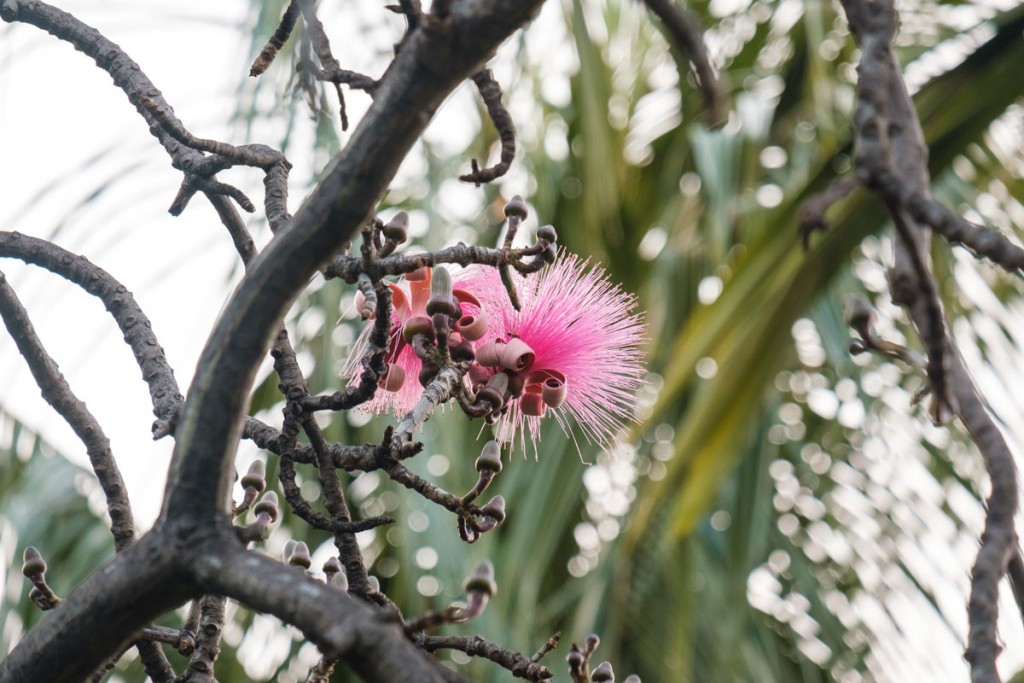 Photo Gallery: See Some of Honolulu’s Exceptional Trees