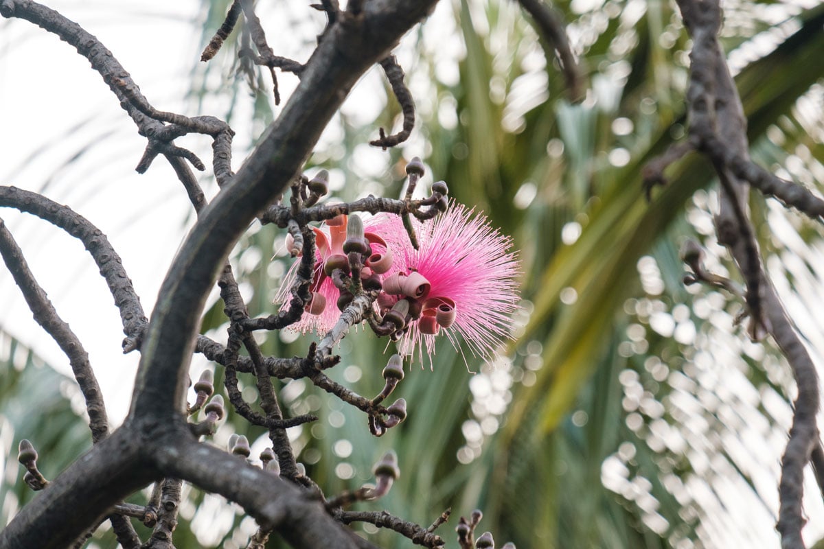 Photo Gallery: See Some of Honolulu’s Exceptional Trees