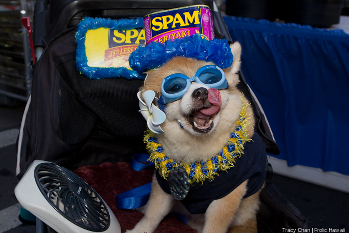 Scenes from 2015 SPAM Jam