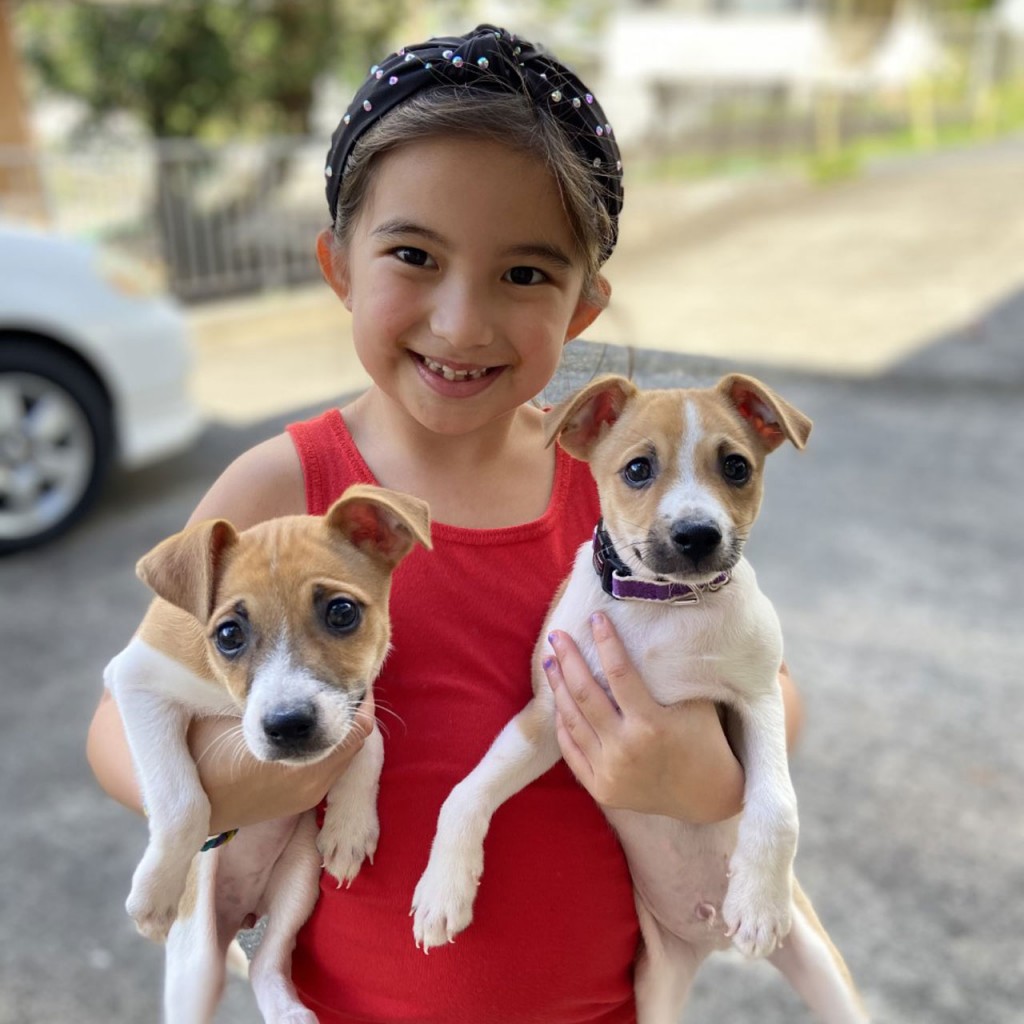 Everything You Need to Know About Adopting a Pet in Honolulu