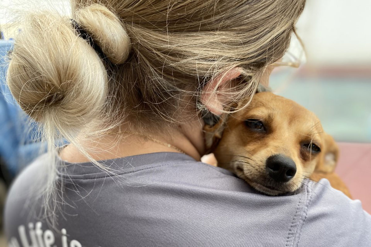 Everything You Need to Know About Adopting a Pet in Honolulu