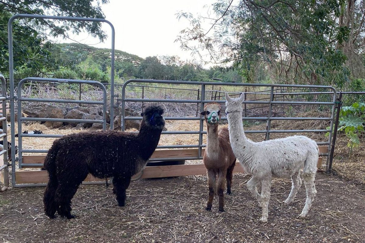 6 Places Where You Can Meet Baby Animals on O‘ahu