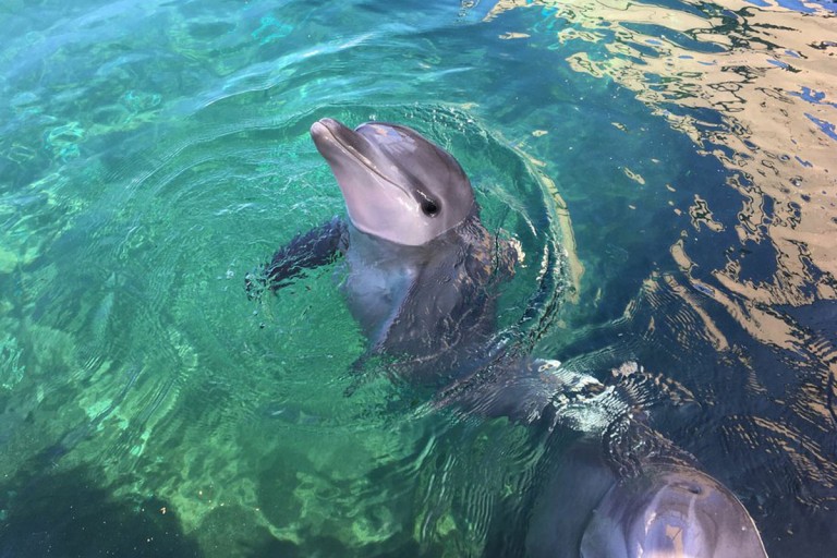 6 Places Where You Can Meet Baby Animals on O‘ahu