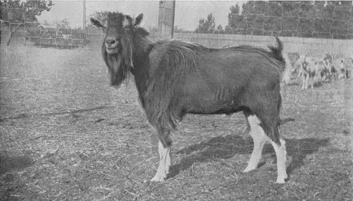 The History of Hawai‘i From Our Files: Dairy Tales of Prized Goats