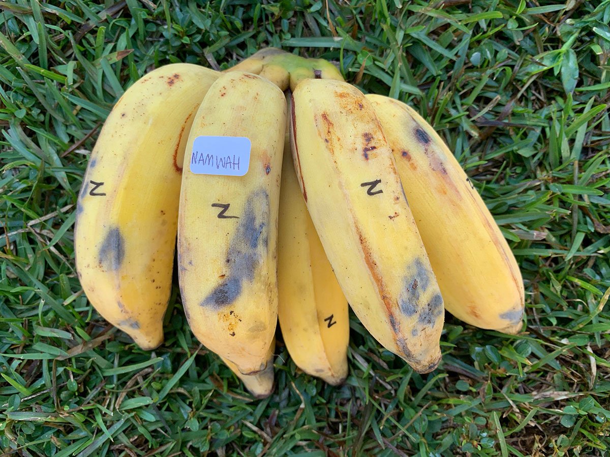We Tried 10 Kinds of Local Bananas (Because We Could)