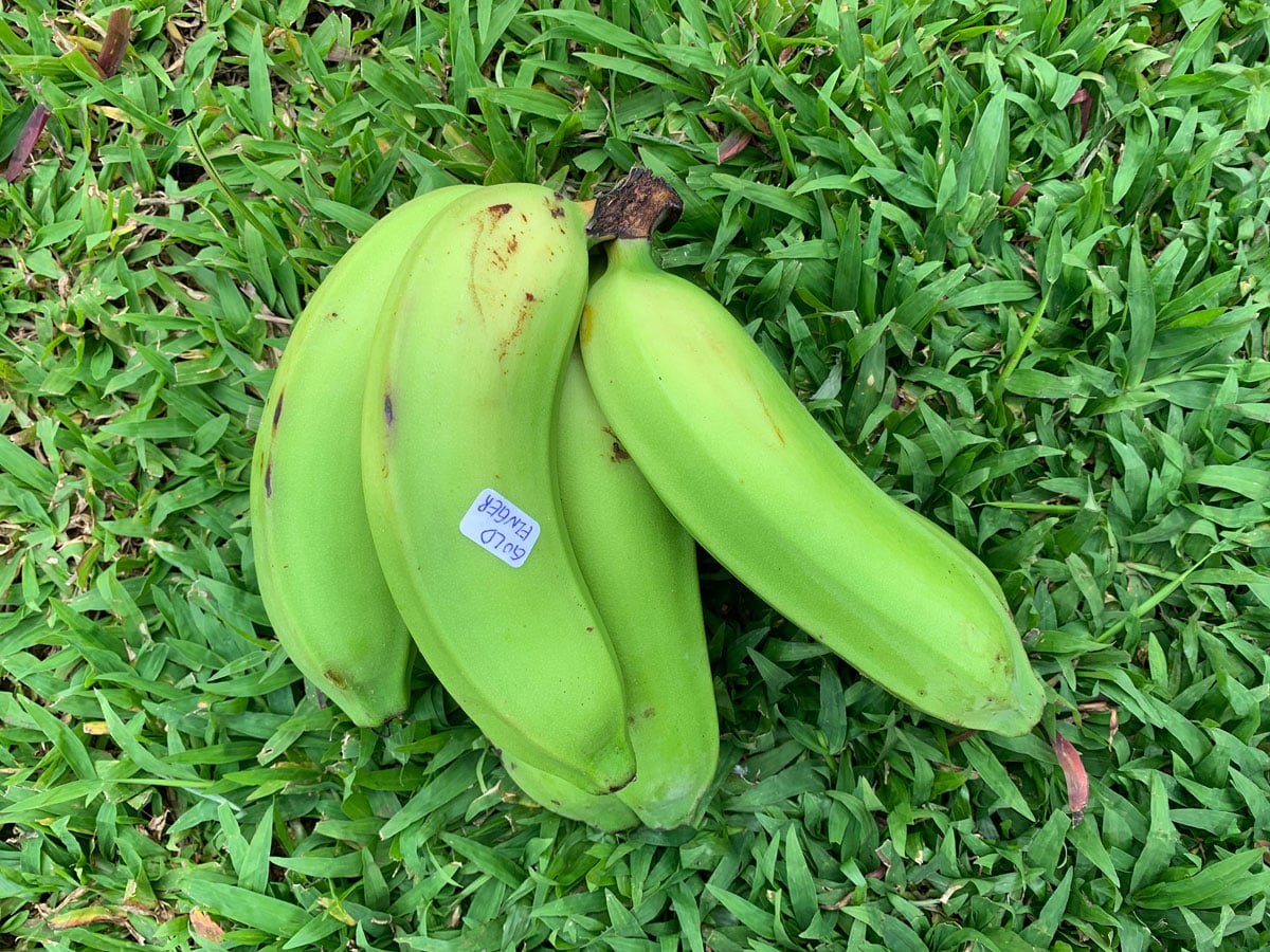 We Tried 10 Kinds of Local Bananas (Because We Could)