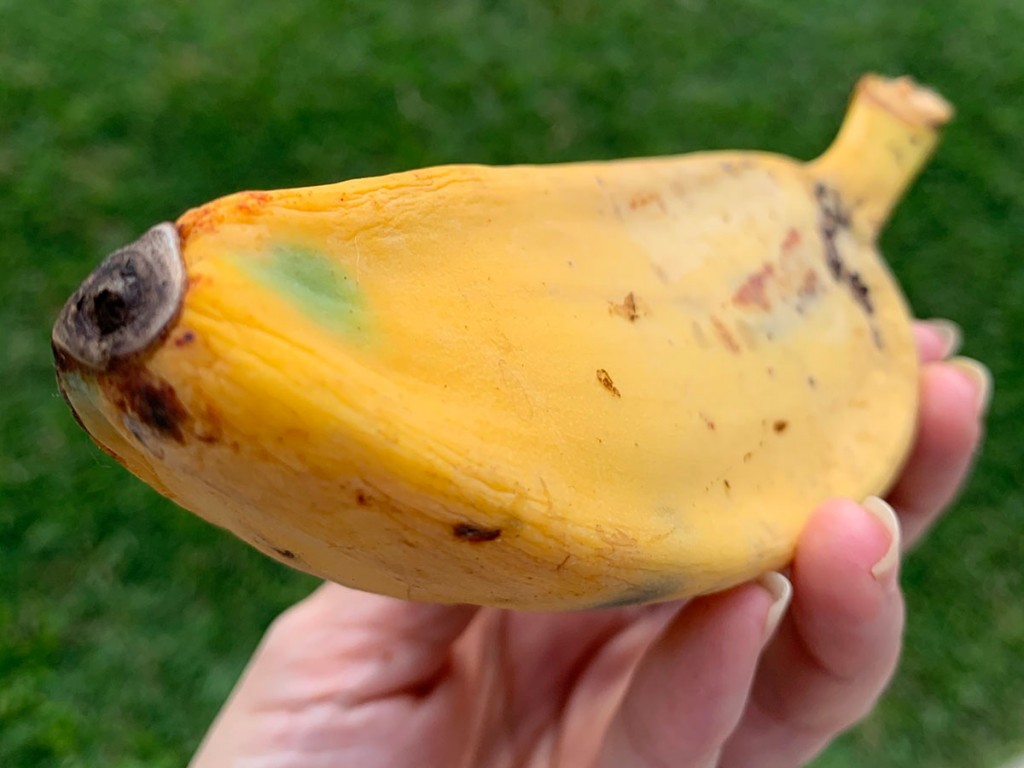 We Tried 10 Kinds of Local Bananas (Because We Could)