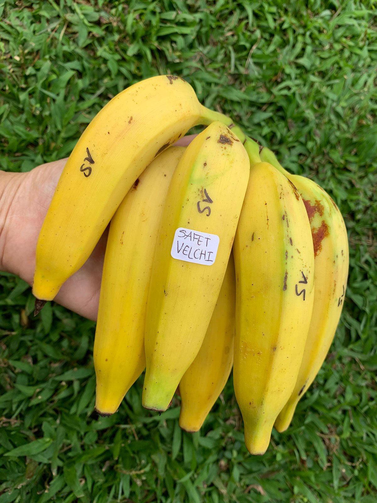We Tried 10 Kinds of Local Bananas (Because We Could)