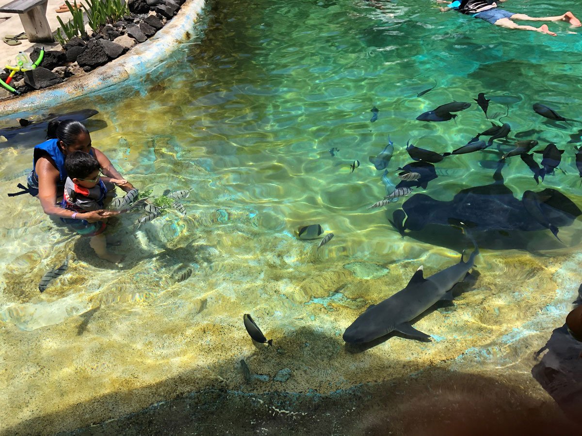 Your Weekend: The Best Family Fun in Honolulu for June 10–16, 2021