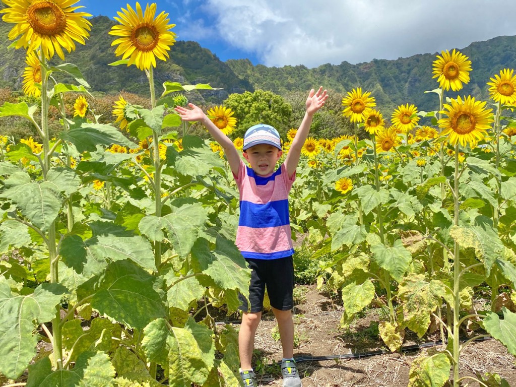 We Tried It: Summer Sunflower Event at Waimānalo Country Farms