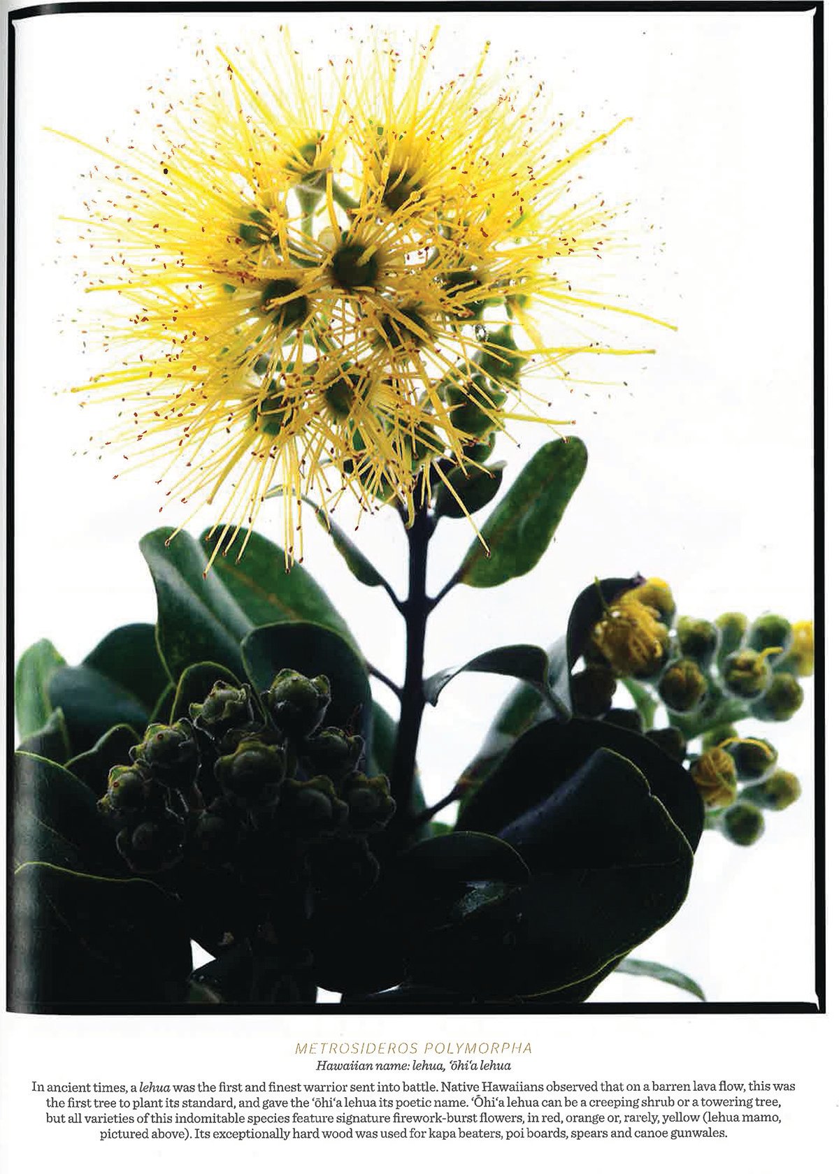 The Plant History of Hawai‘i: Photographing “The First Hawaiians”