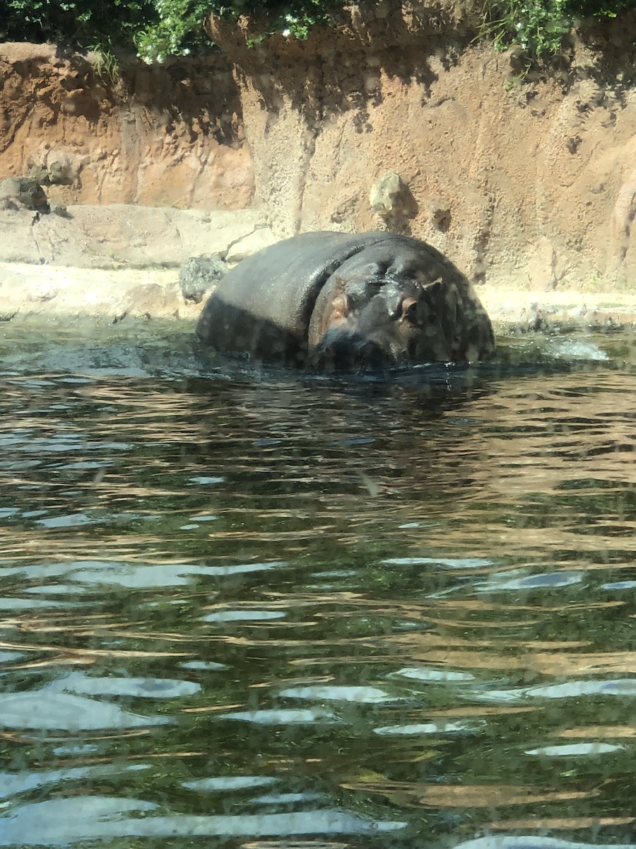 A New Female Hippopotamus Arrives to the Honolulu Zoo