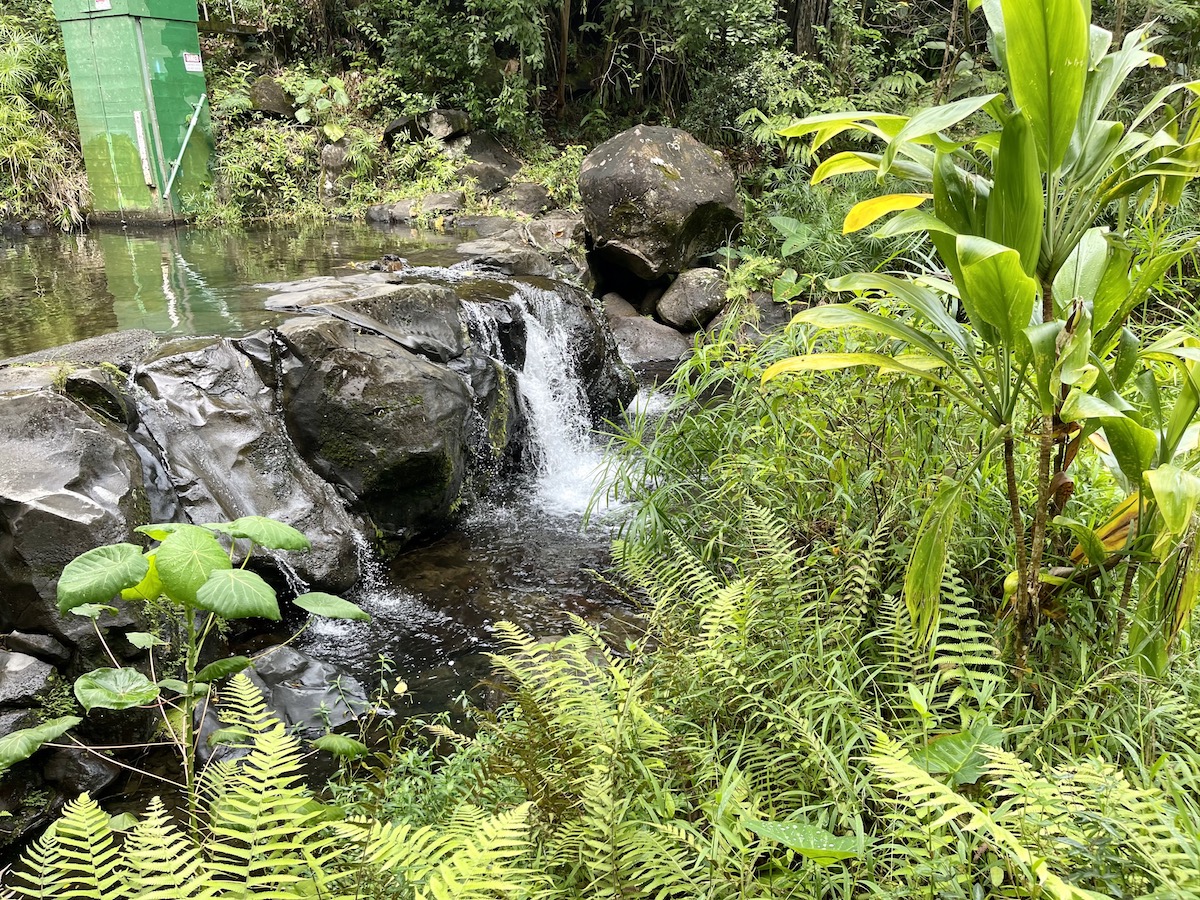 The Fortunate Foodie: Volunteer at These Nonprofit Kalo Farms in He‘eia