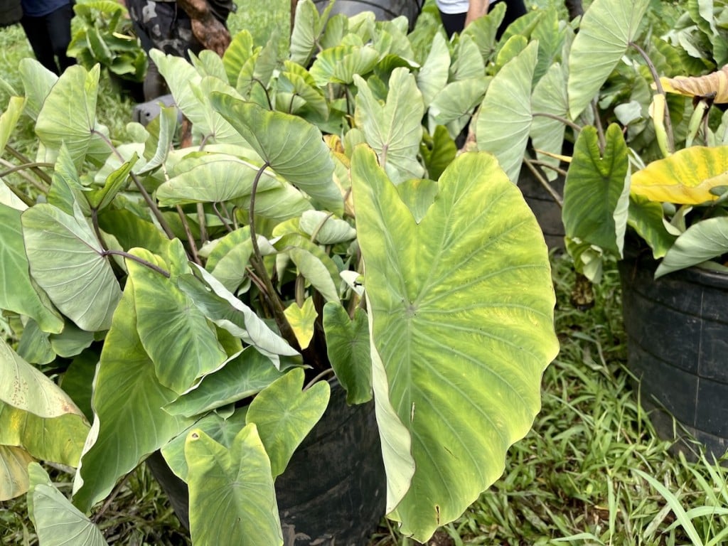 The Fortunate Foodie: Volunteer at These Nonprofit Kalo Farms in He‘eia