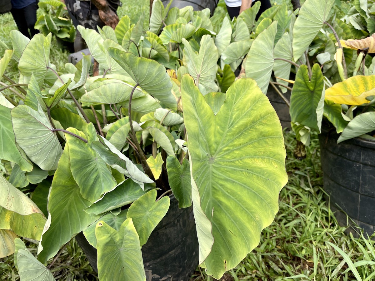 The Fortunate Foodie: Volunteer at These Nonprofit Kalo Farms in He‘eia