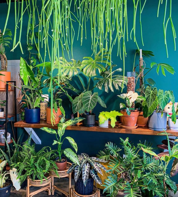 Attention Plant Lovers: Here’s Where to Get Hip House Plants in Honolulu