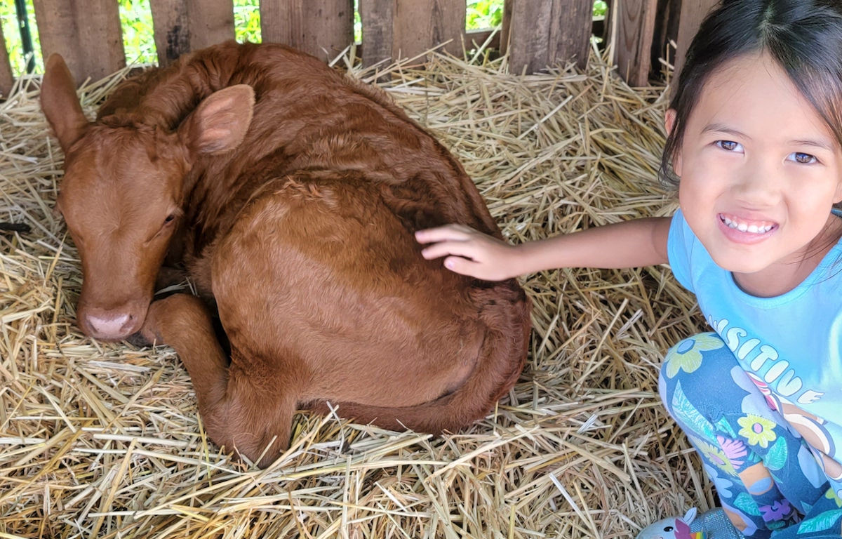 6 Places Where You Can Meet Baby Animals on O‘ahu