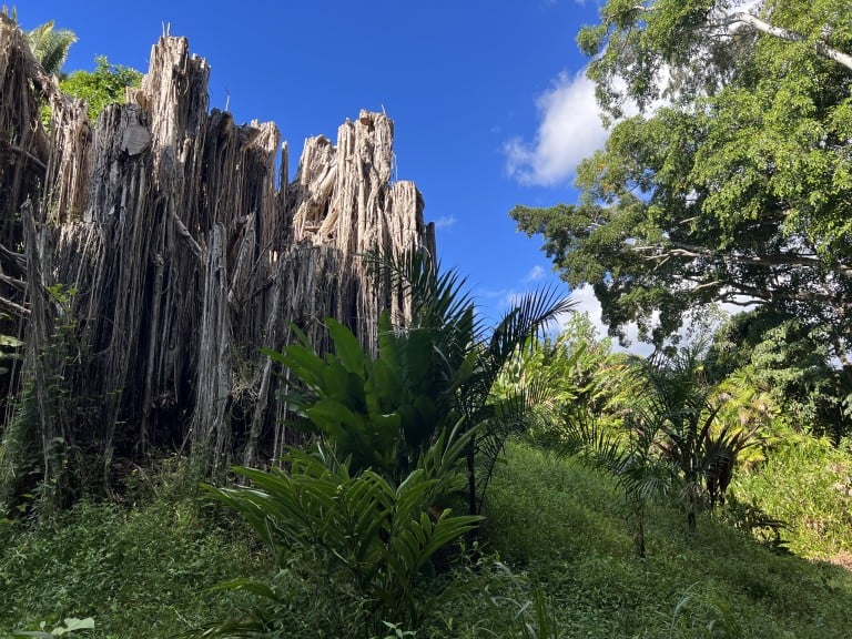 A Must for Your To-Do List: Wahiawā Botanical Garden
