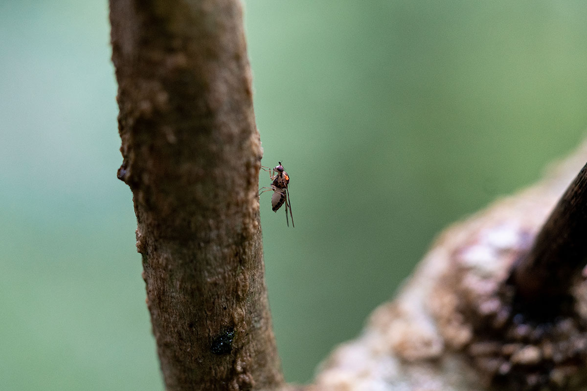 Mālama ‘Āina: Caring for the Land