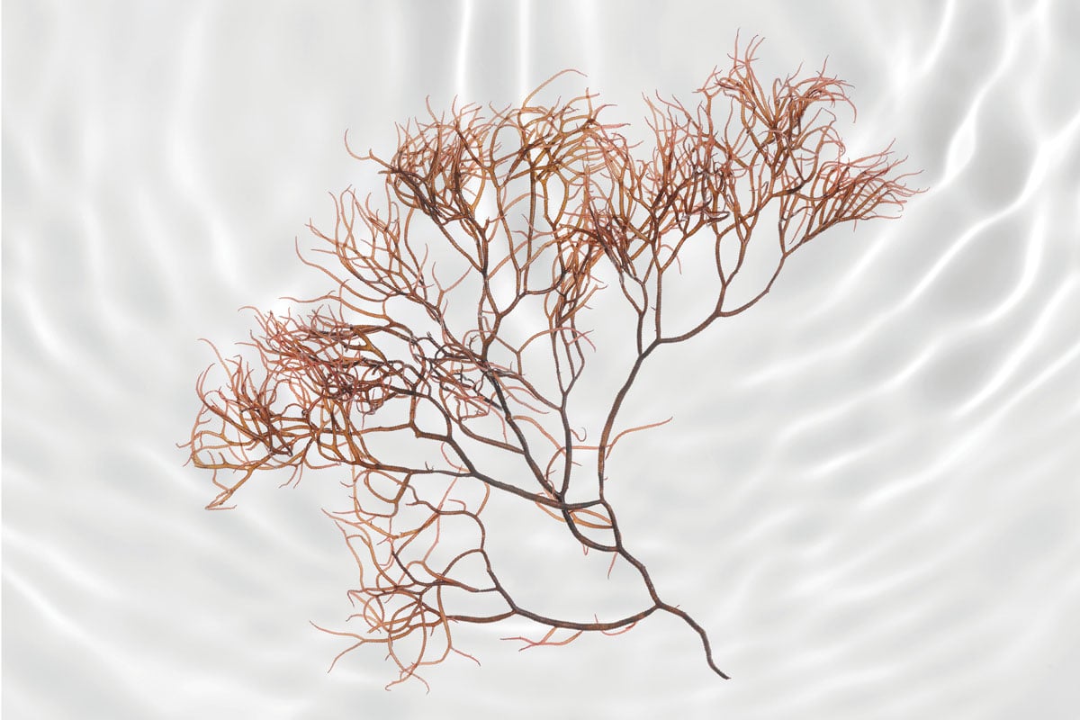 Limu Is Making a Comeback in Waimānalo. Here’s Where to Find Recipes.