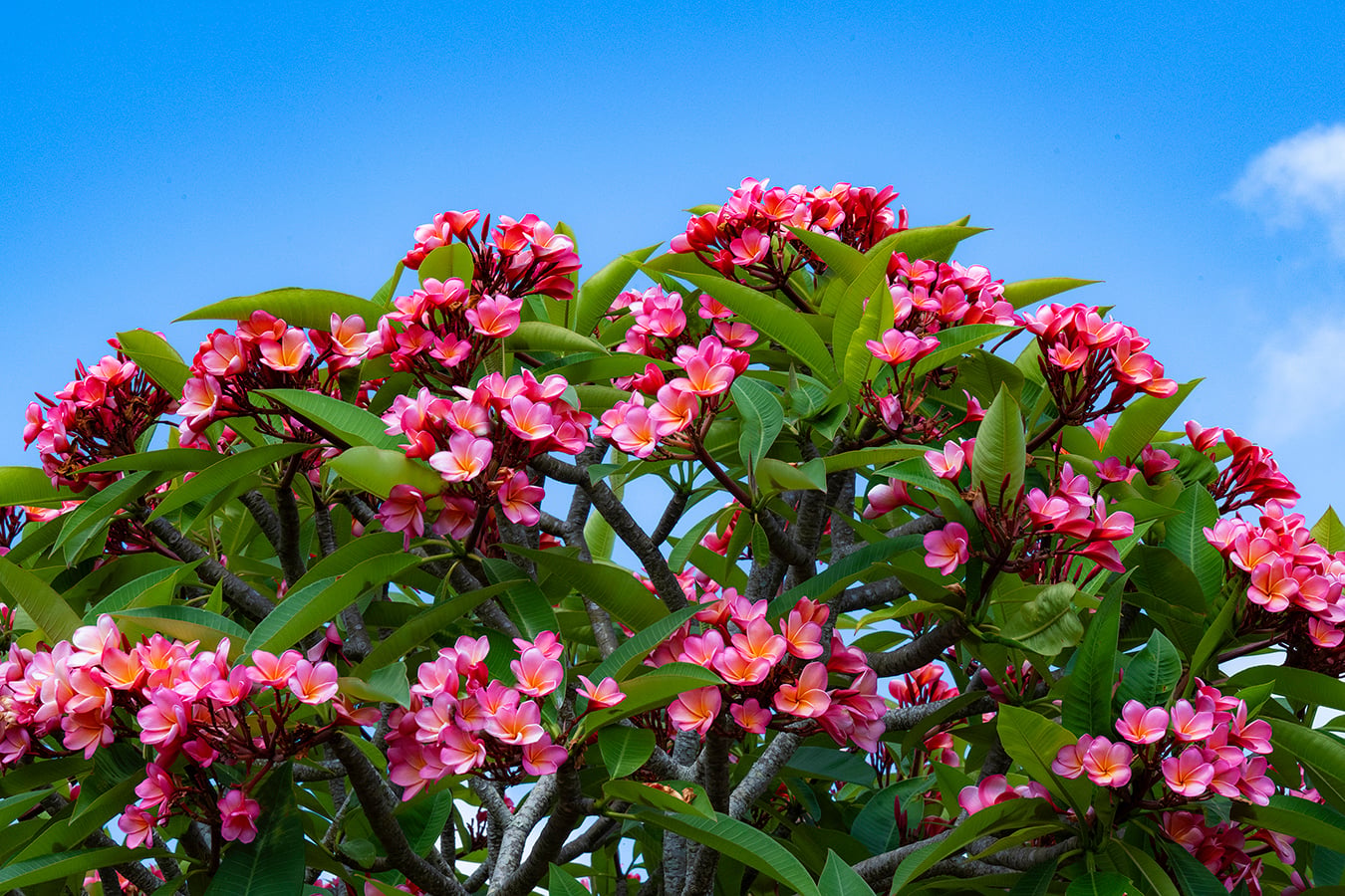 Little Plumeria Farms Offers Guided Tours on O‘ahu’s North Shore