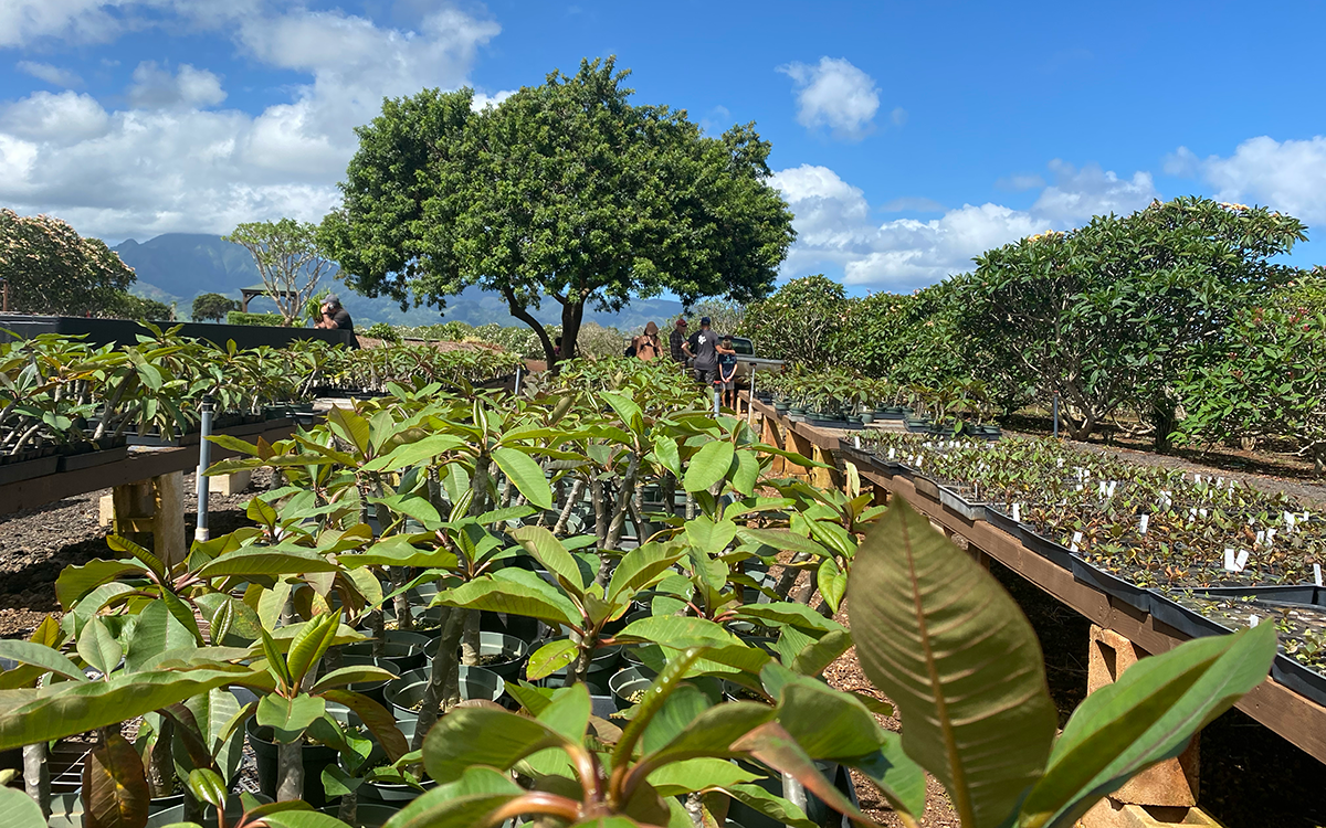 Little Plumeria Farms Offers Guided Tours on O‘ahu’s North Shore