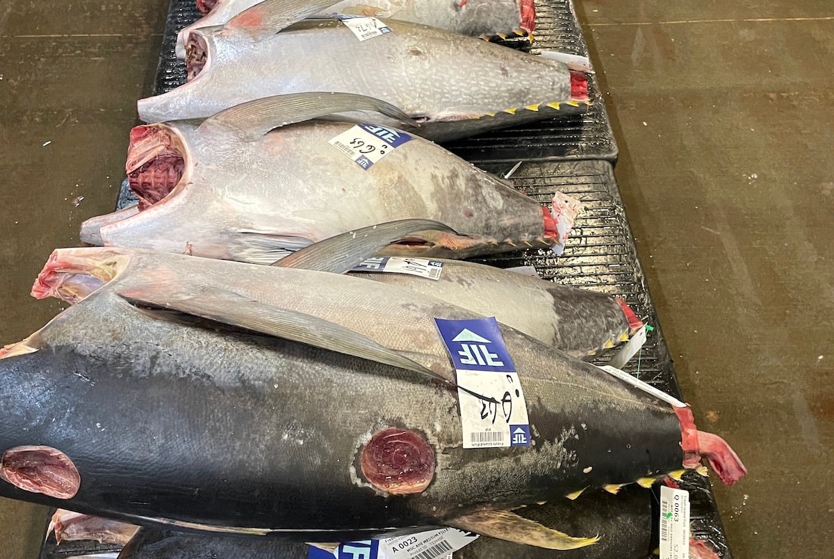 Pier 38 Fish Market Lures Us with Fresh-Off-the-Boat Seafood