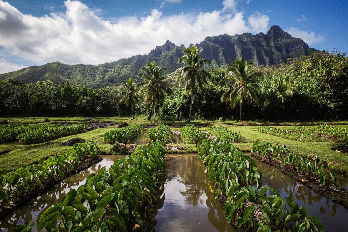 Local Oysters, Beef, Pork: Why Shop at KualoaGrown Market