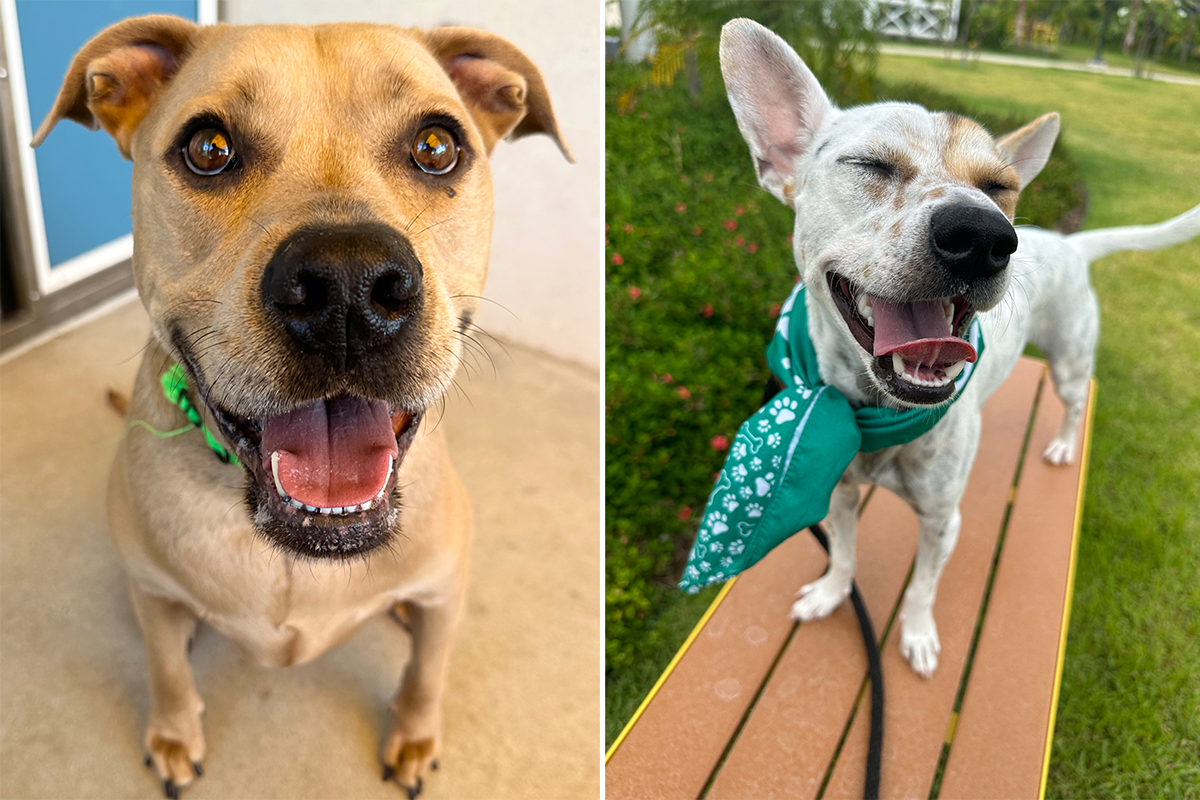 Clear the Shelters and Help Animals Find Their Fur-ever Homes