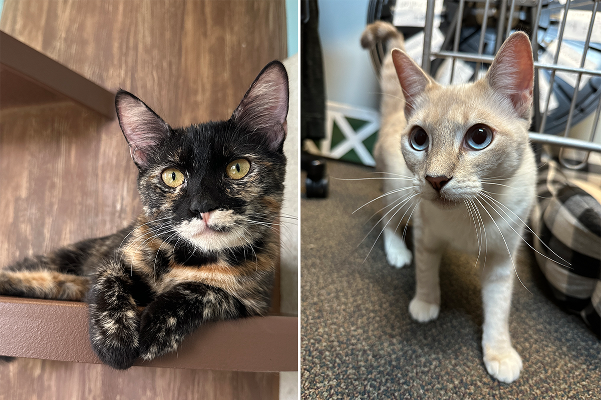 Clear the Shelters and Help Animals Find Their Fur-ever Homes