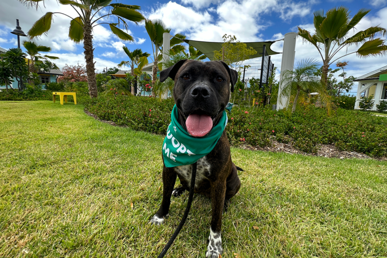 Clear the Shelters and Help Animals Find Their Fur-ever Homes