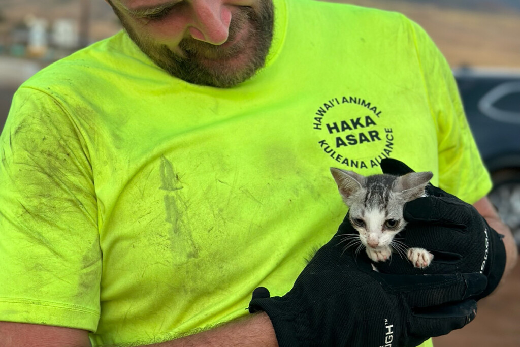 What’s Happening to the Animals Displaced by the Maui Wildfires?