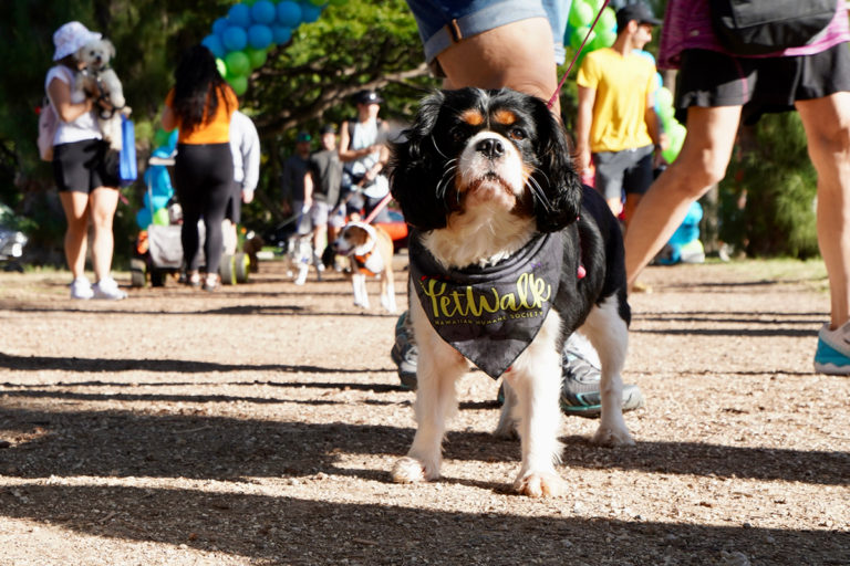 Halloween Events: All the Spooky, Scary, Tricksy Fun on O‘ahu