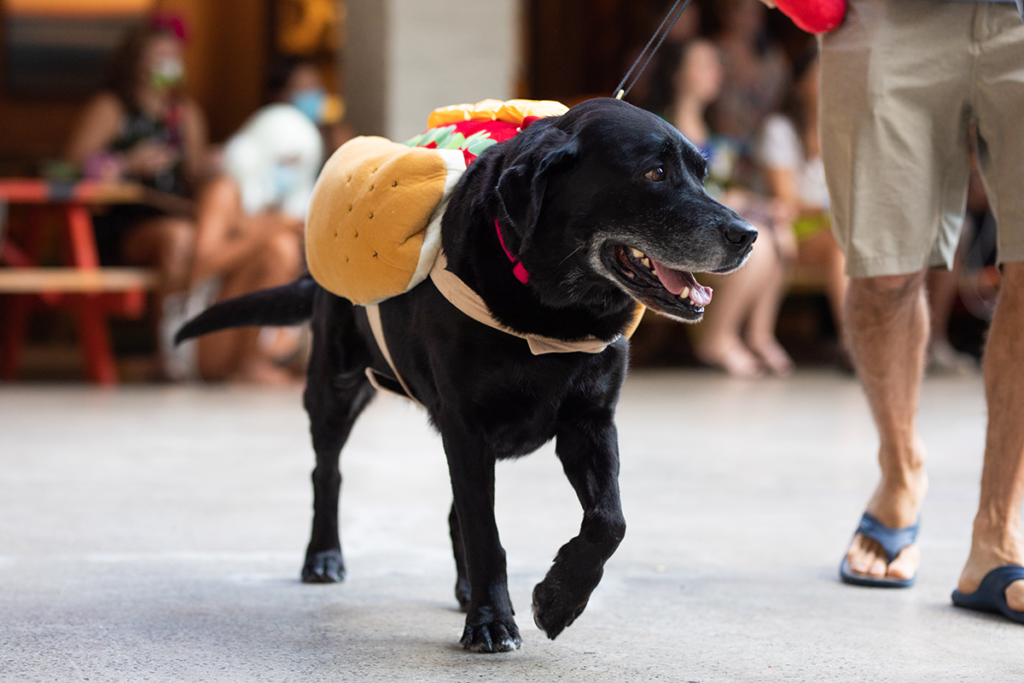 Halloween Events: All the Spooky, Scary, Tricksy Fun on O‘ahu