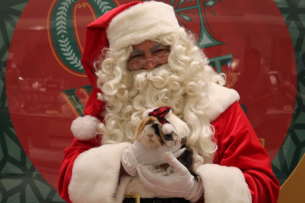 Celebrate the Holidays Safely and Merrily With Your Pets