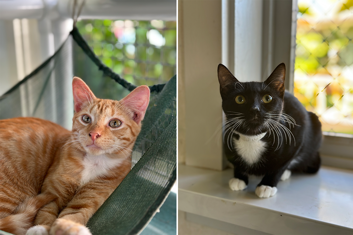 Paws of Safety: O‘ahu Firework Safety Tips for Pet Owners