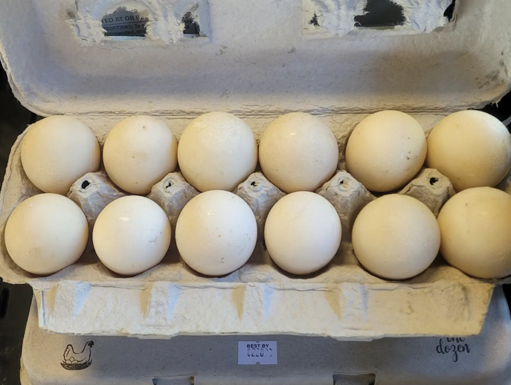 Where to Buy Local Farm-Fresh Eggs on O‘ahu