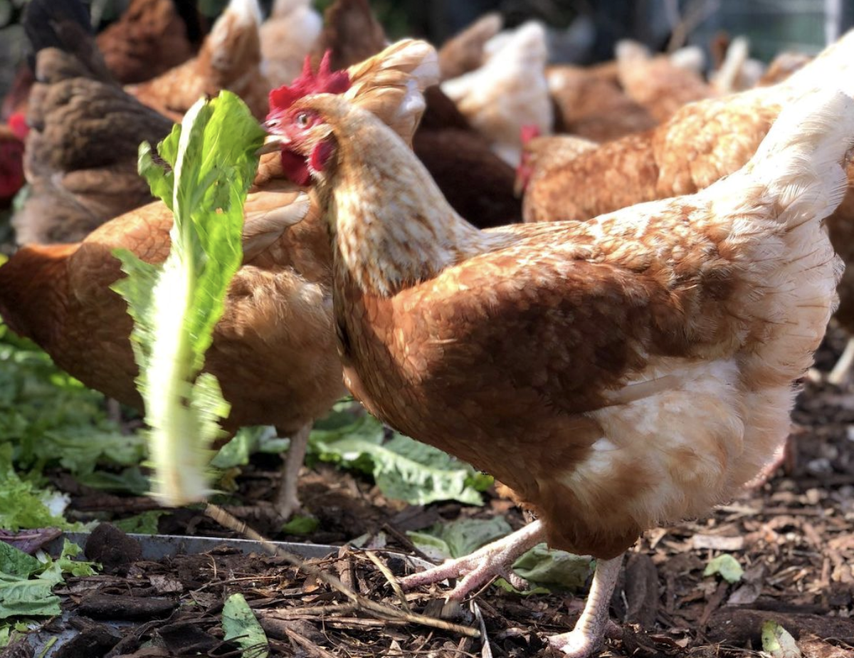 Where to Buy Local Farm-Fresh Eggs on O‘ahu