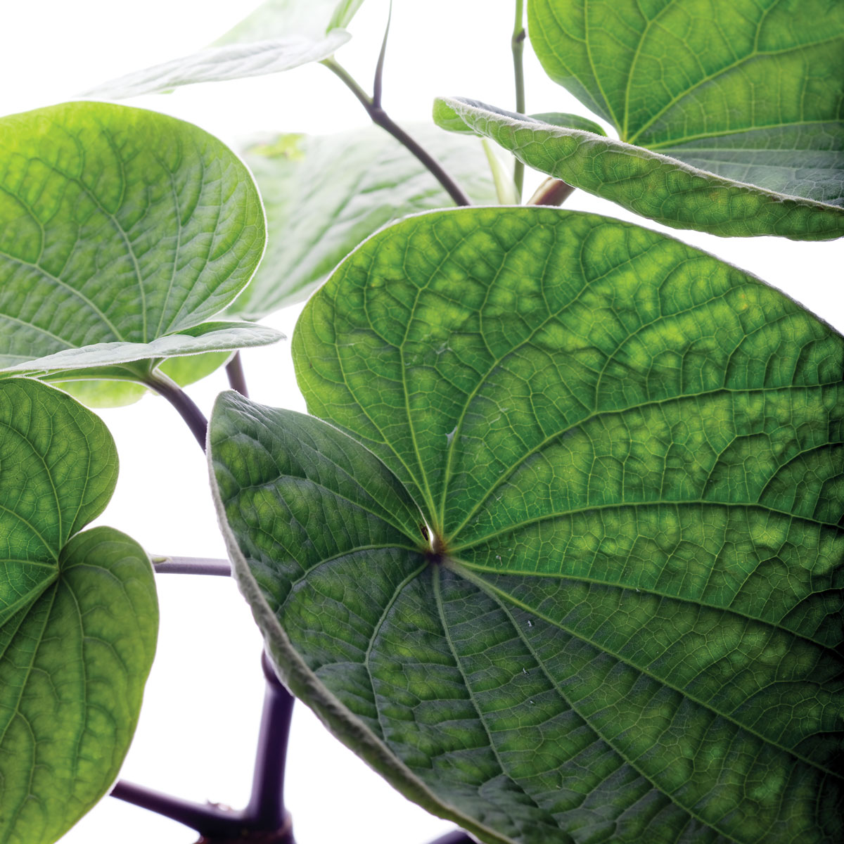 Green Day: Native Plants From a Photographer’s Perspective
