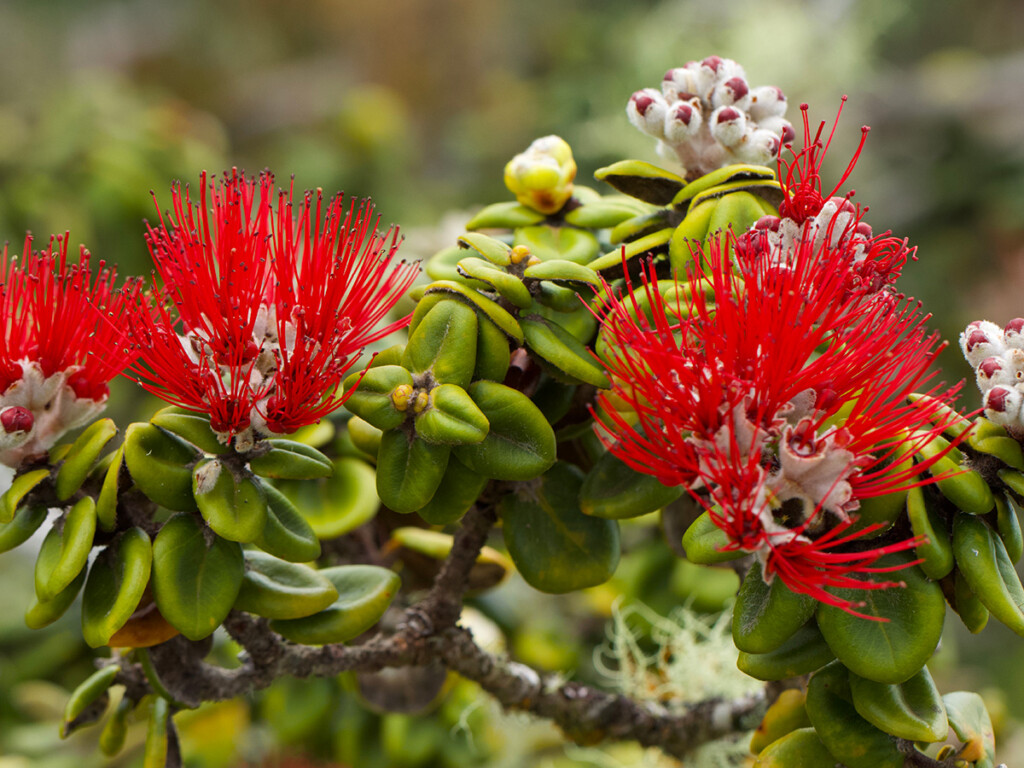 Hawai‘i’s Endangered and Threatened Species