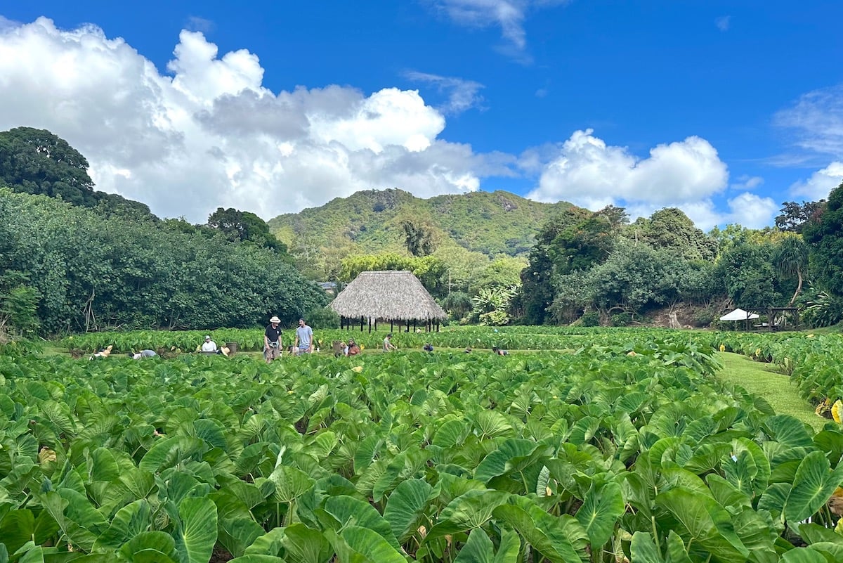 Earthing: What It’s Like to Volunteer at a Lo‘i