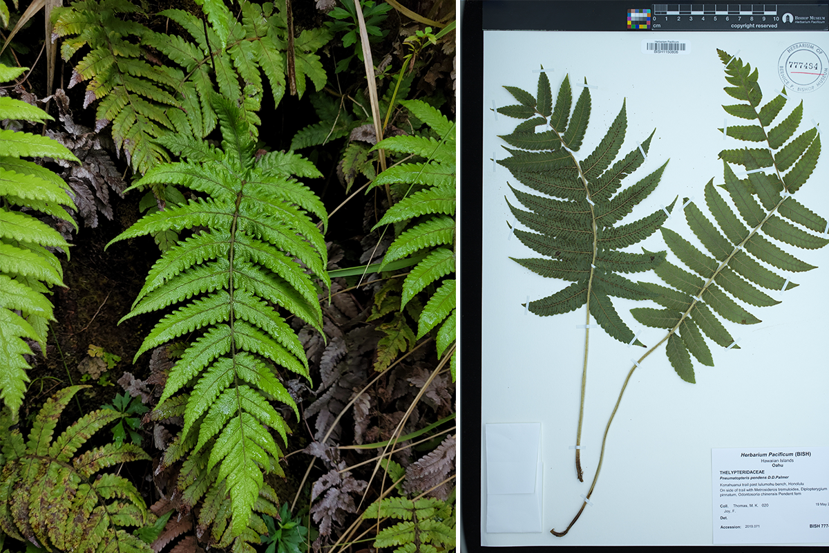 Explore All the Plants of Hawai‘i Online