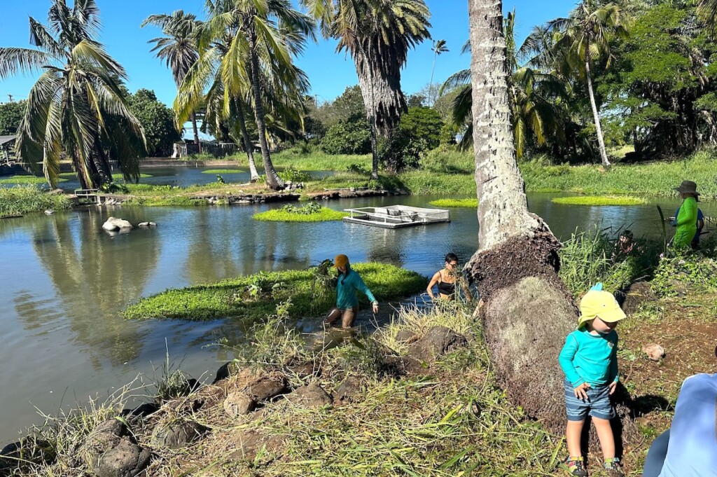 Earthing: What It’s Like to Volunteer at a Fishpond