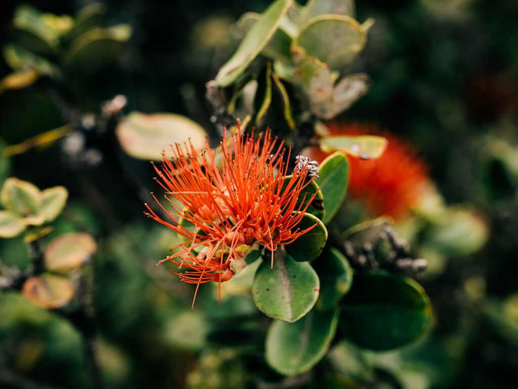 Hawai‘i’s Endangered and Threatened Species